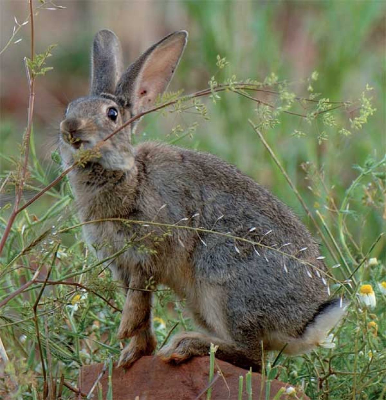 La Umbria El corredor ecológico perdido de Cortes de Arenoso) – Mas La ...